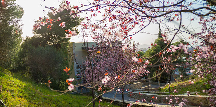 Welcome to Deree | The American College of Greece